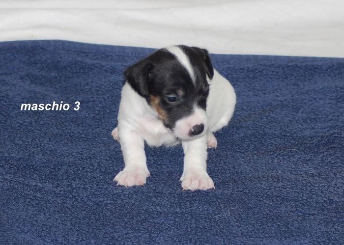 JACK RUSSELL TERRIER....CUCCIOLI MASCHI DISPONIBILI