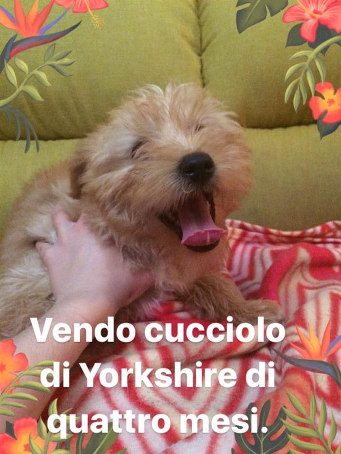 CUCCIOLO YORK SHIRE