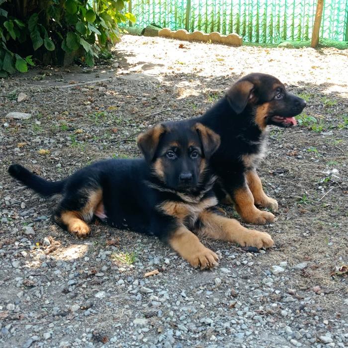 CUCCIOLI PASTORI TEDESCHI