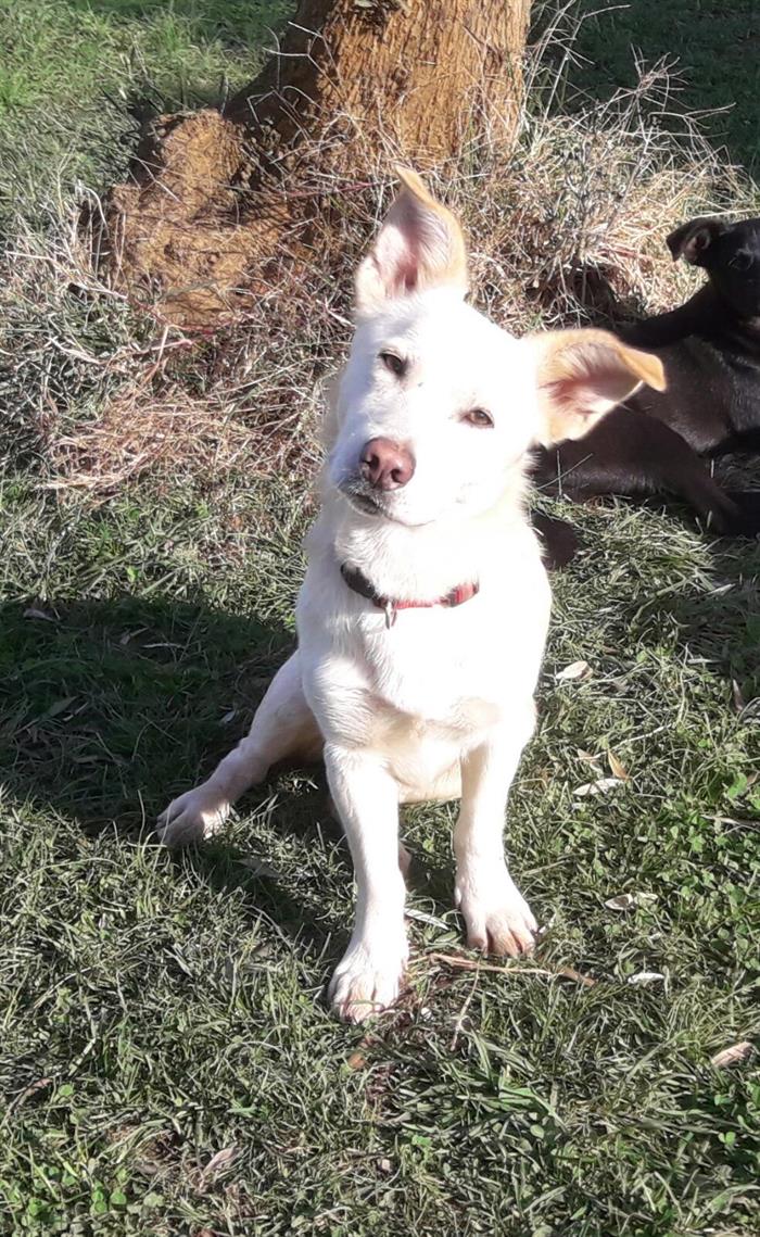 LIBERO UN SIMPATICISSIMO CAGNOLINO IN ADOZIONE