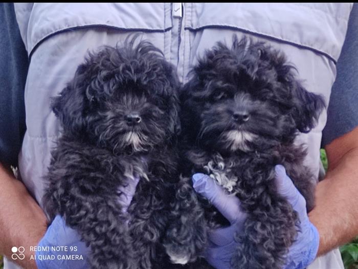 CUCCIOLI DI MALTIPOO