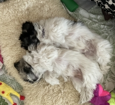 Maltese Shih Tzu