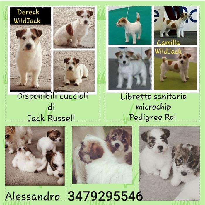 CUCCIOLI JACK RUSSEL