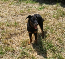 CUCCIOLI BEAUCERON ,PASTORE DELLA BEAUCE