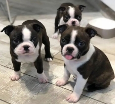 Vendo bellissimo Boston terrier