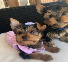 Vendo bellissimi cuccioli di yorkshire terrier