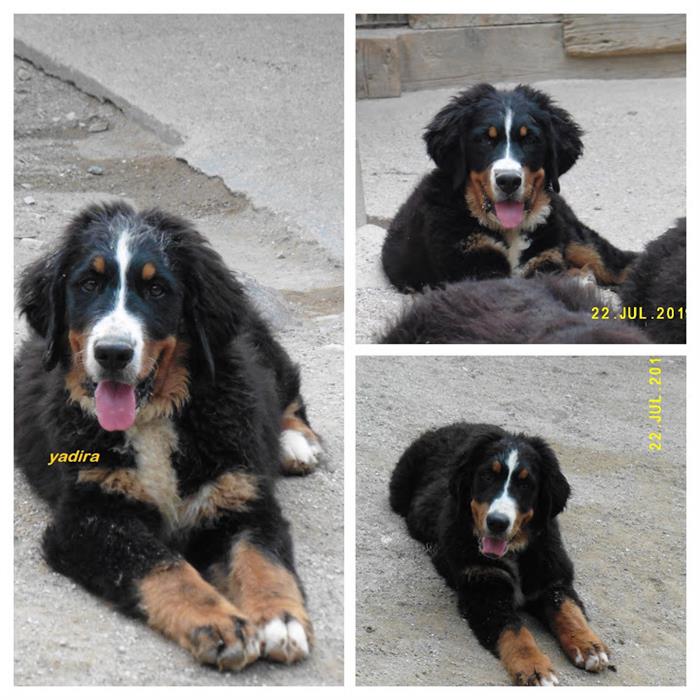 BOVARO DEL BERNESE CUCCIOLI CON PEDIGREE