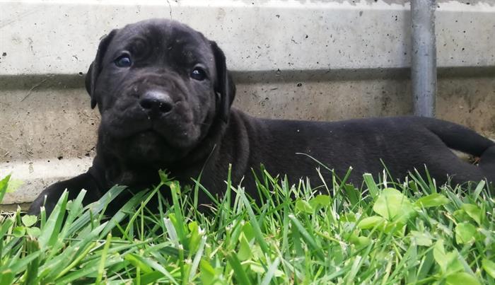 CUCCIOLI DI CANE CORSO