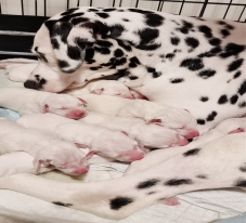 Cuccioli dalmata con pedigree (veneto)