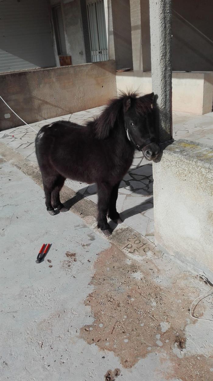 PONY MASCHIO