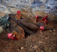 Galline, galli e Pulcinotti Livornesi collo oro