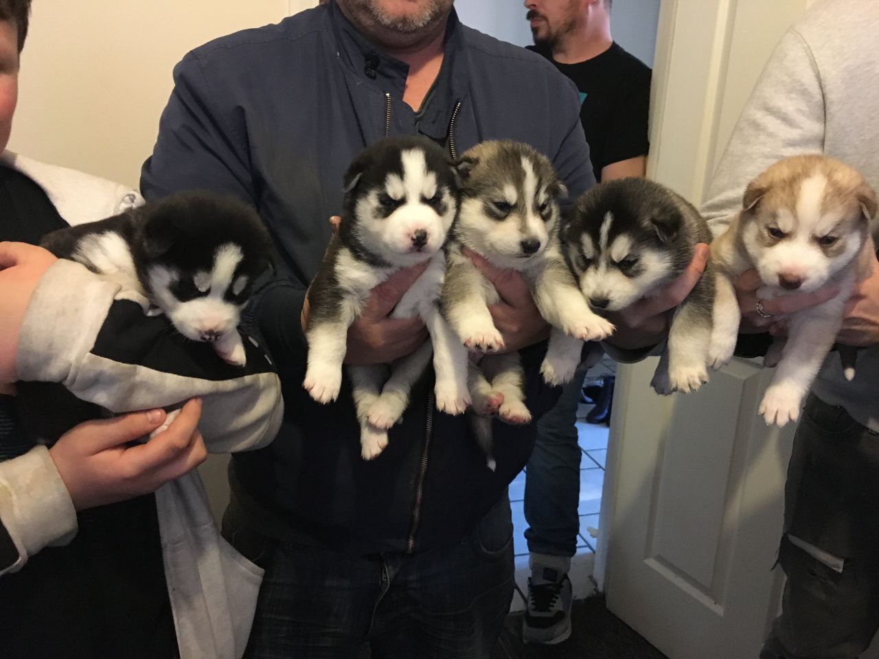 CUCCIOLATA HUSKY