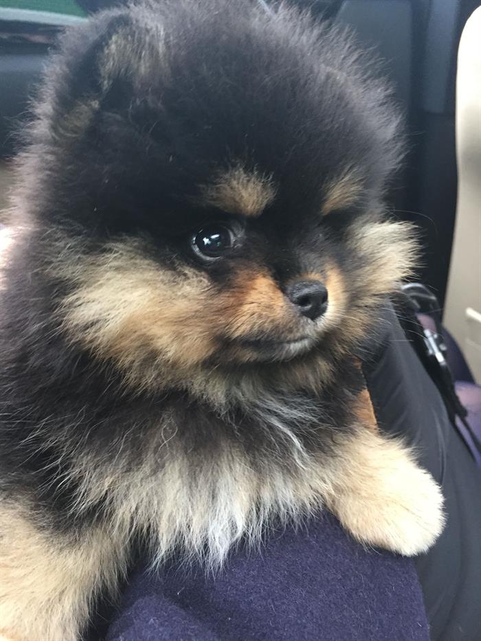 VOLPINI SPITZ DI POMERANIA BLACK E TAN DA €70 AL MESE