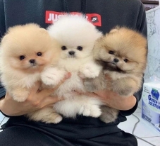 Bellissimi cuccioli di Pomerania per buone case