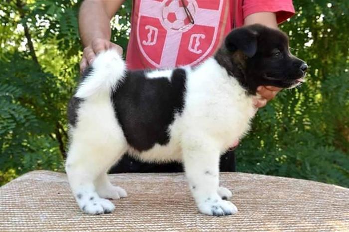 CUCCIOLI DI AKITA INU AMERICANO