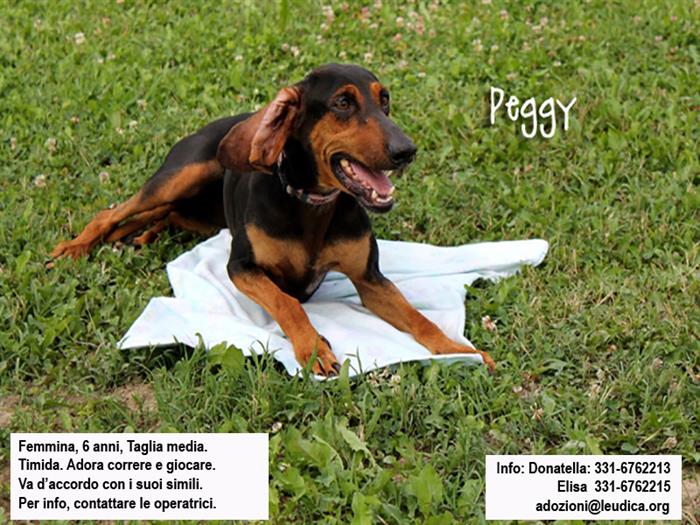 CAGNOLINA IN CERCA DI FAMIGLIA