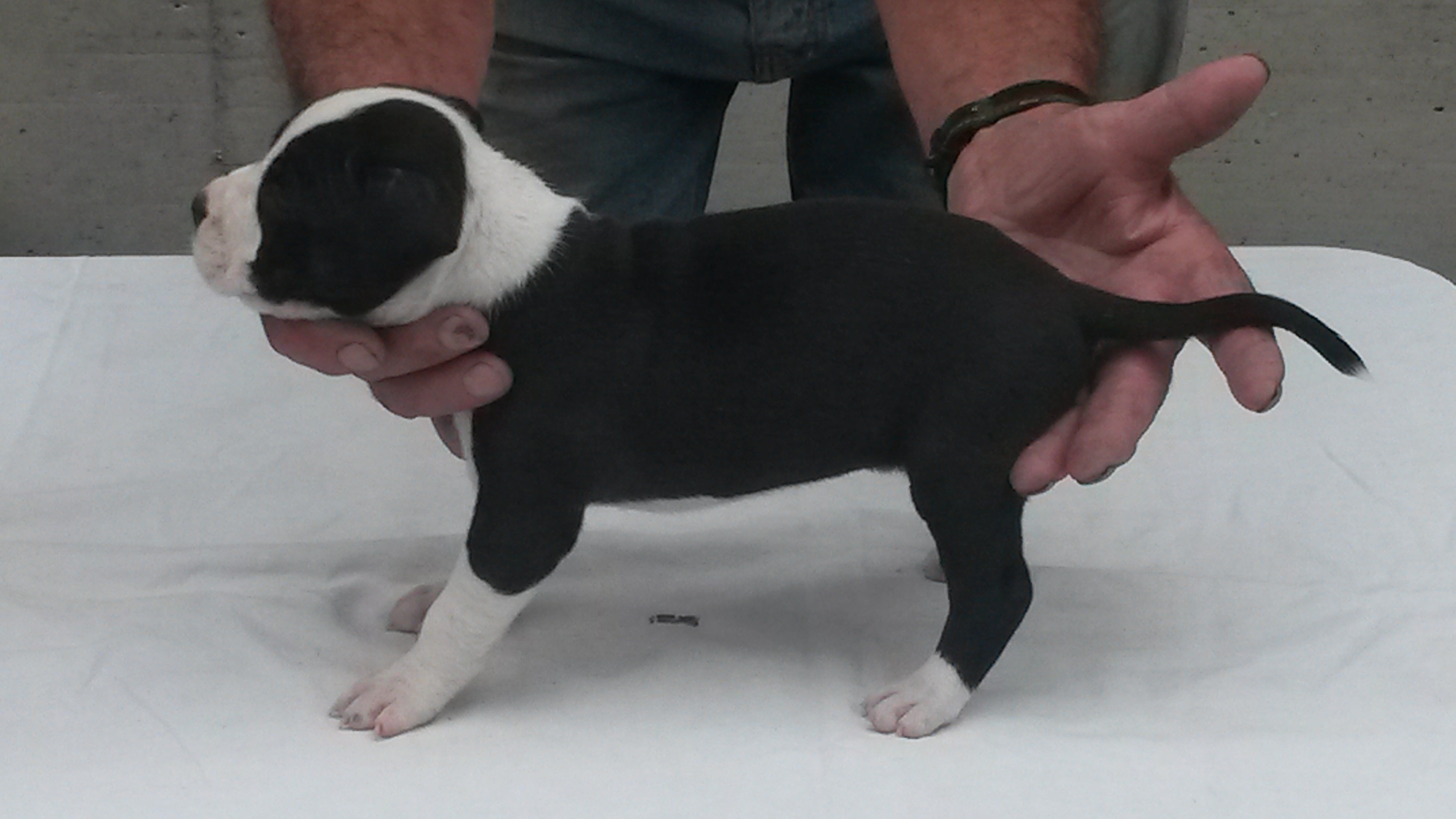 CUCCIOLI AMERICAN STAFFORDSHIRE TERRIER