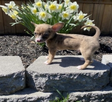 Chihuahua cuccioli