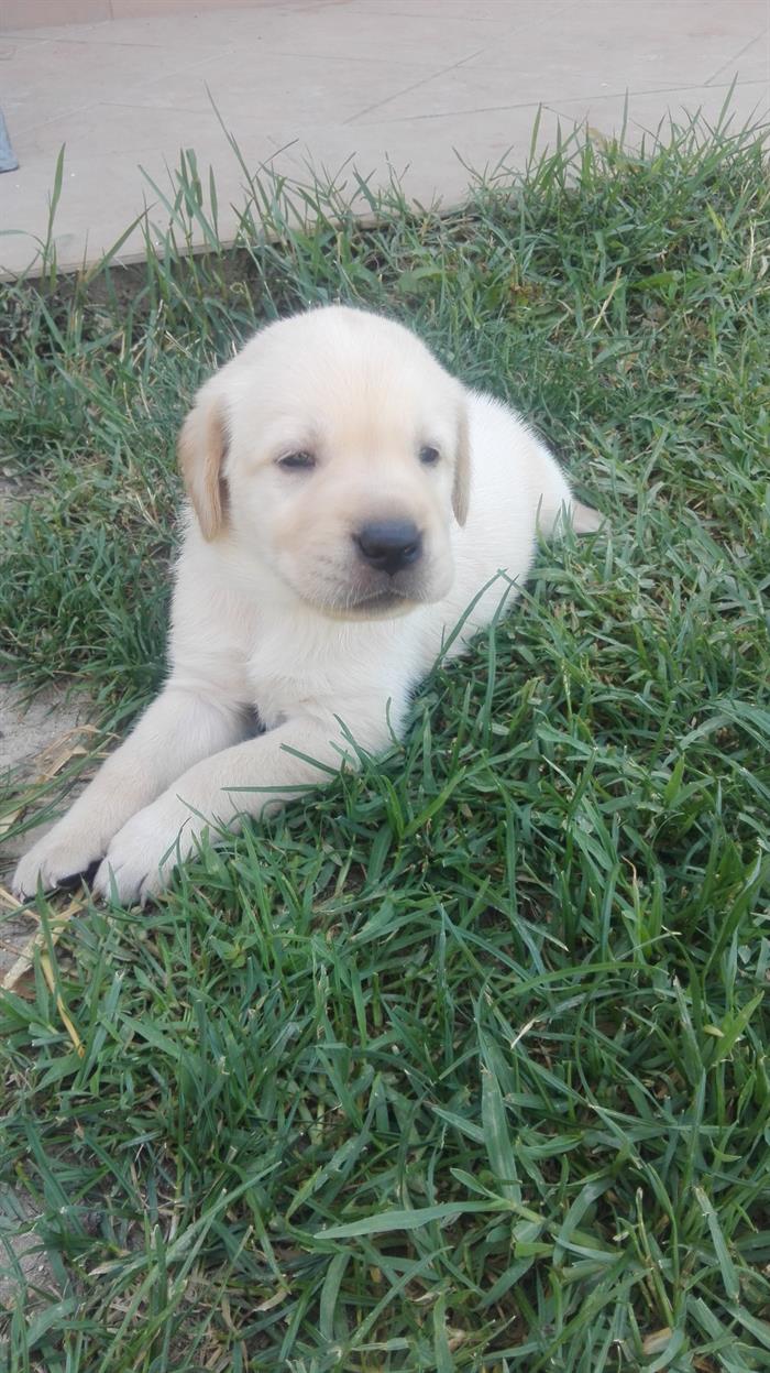 CUCCIOLI DI LABRADOR