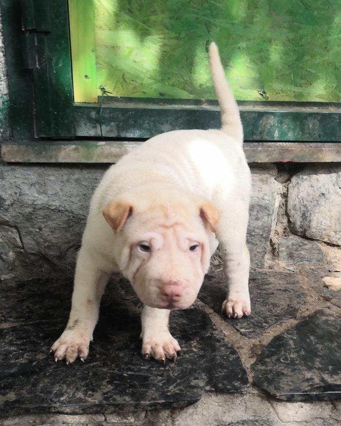 SHAR-PEI