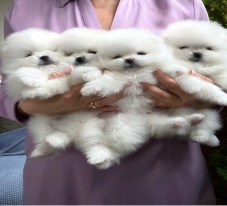 Cuccioli di Pomerania Mini