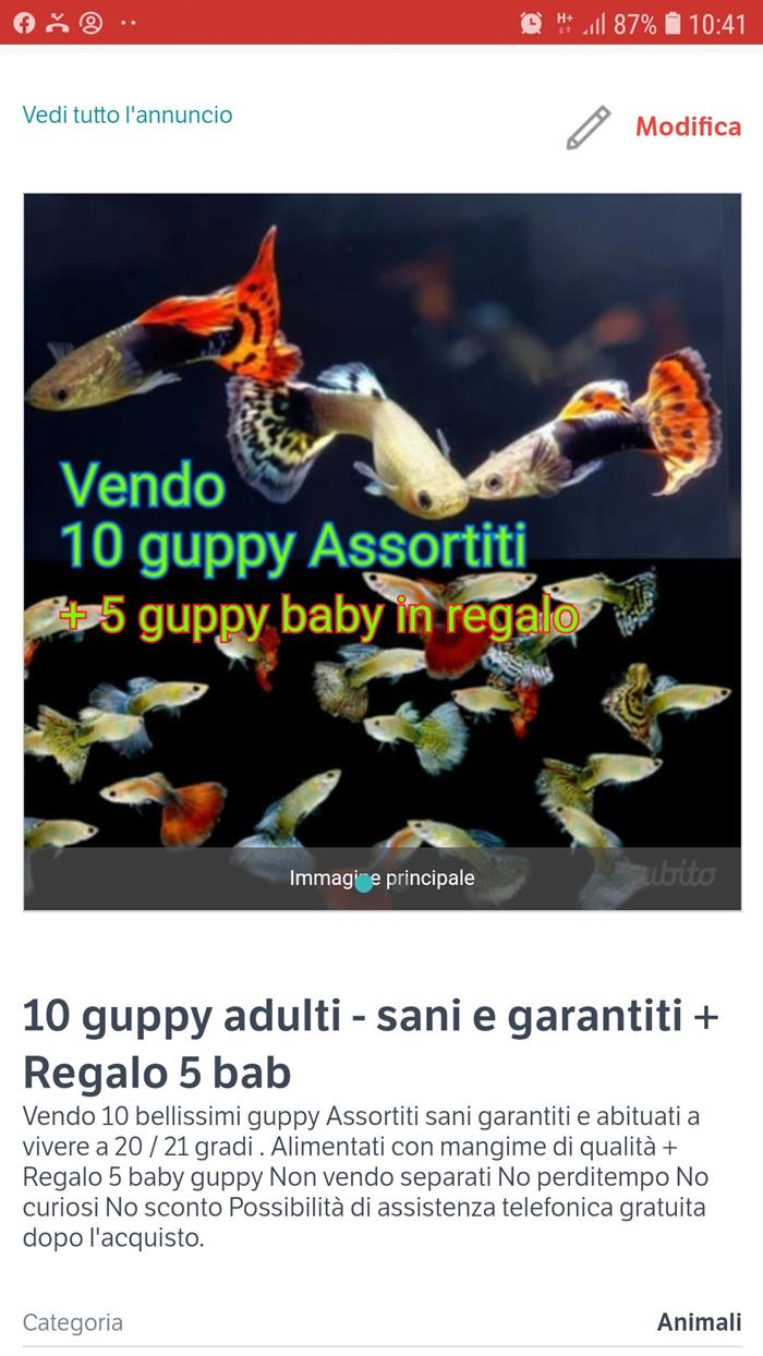 10 PESCI GUPPY PIU' 5 BABY IN REGALO