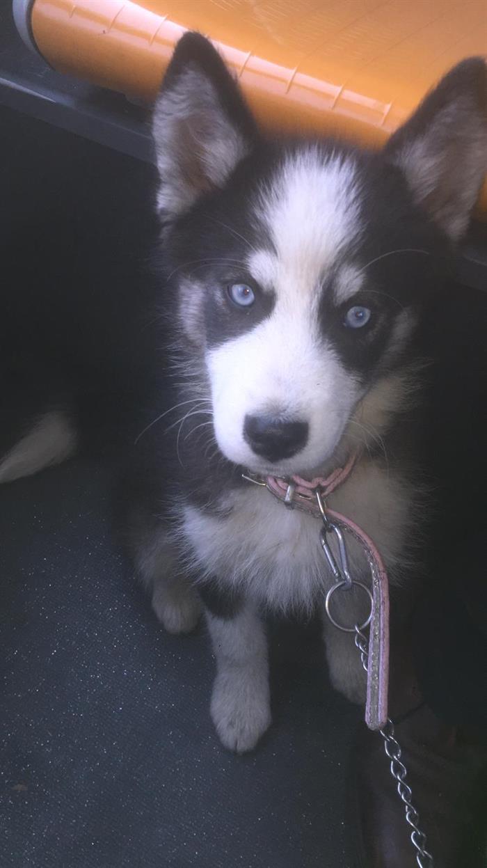 2 CUCCIOLE HUSKY FEMMINA UNA TOY ED UNA MEDIOGRANDE